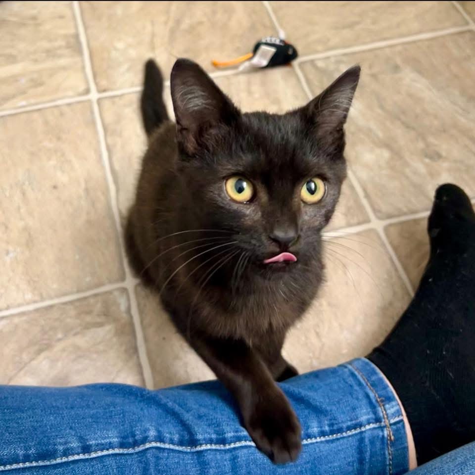 Hermione’s Rescue Story – Little Did She Know